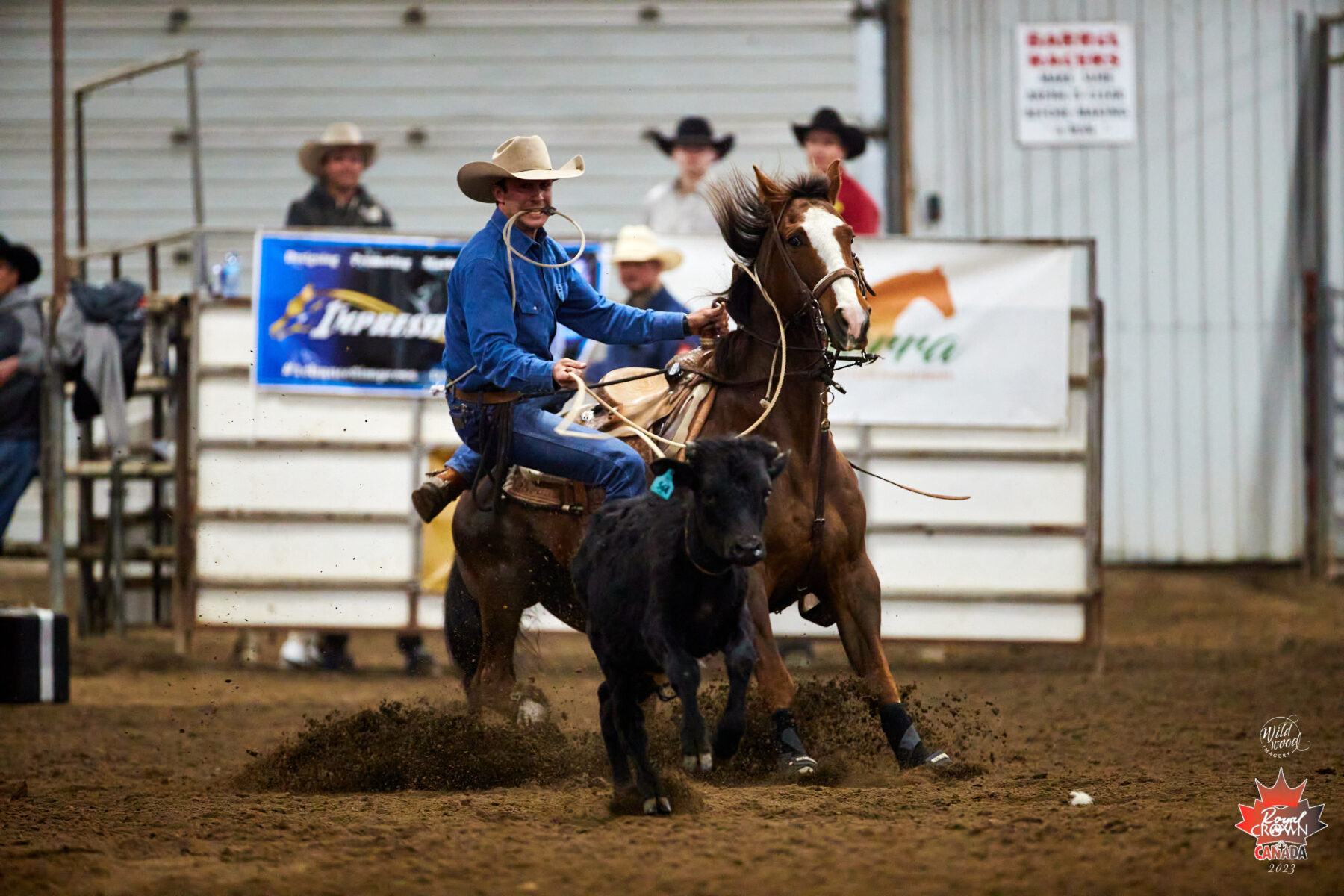 2023 Royal Crown Canada - wildwoodimagery.ca