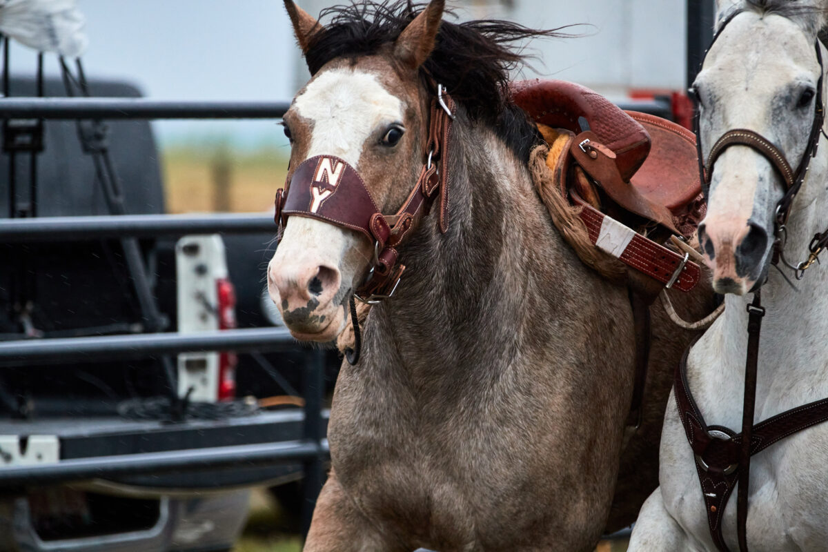 Blog - wildwoodimagery.ca