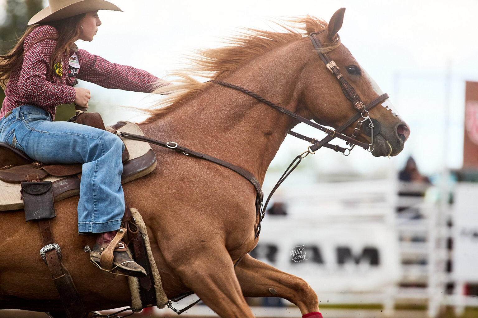 Blog - wildwoodimagery.ca