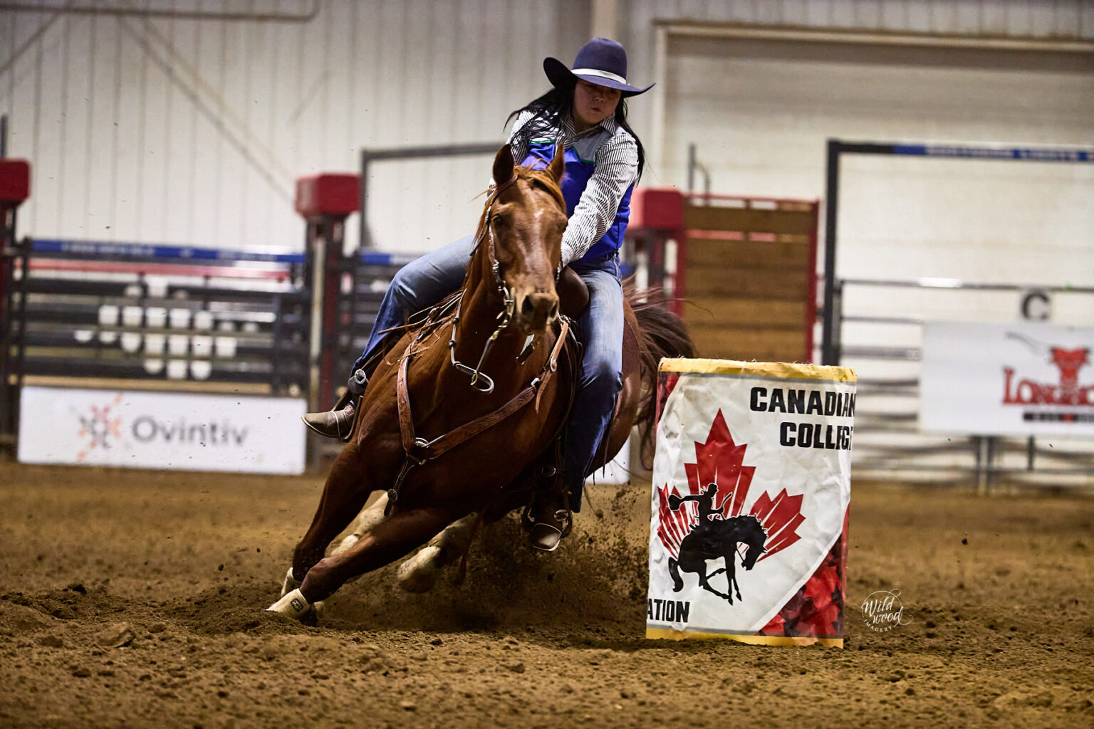 Blog - wildwoodimagery.ca